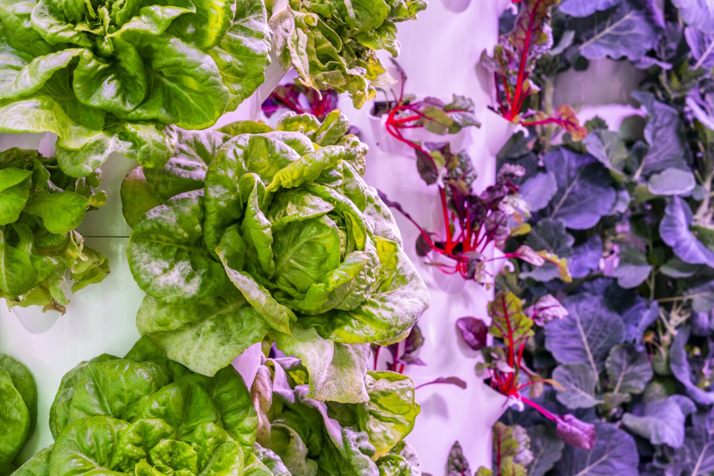 Hydroponic Farming; The How and Why | Veris Residential
