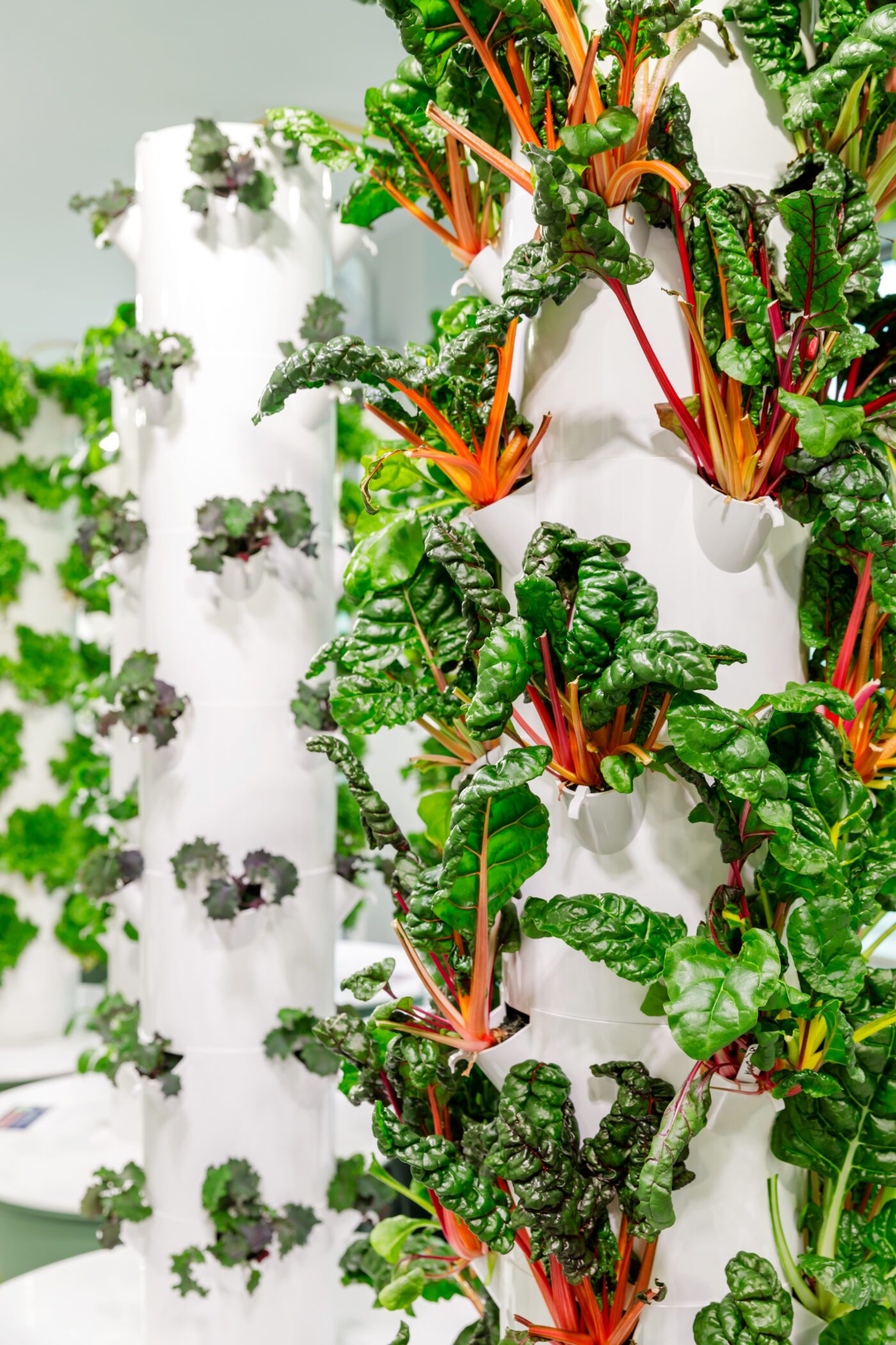 Hydroponic Farming; The How and Why | Veris Residential
